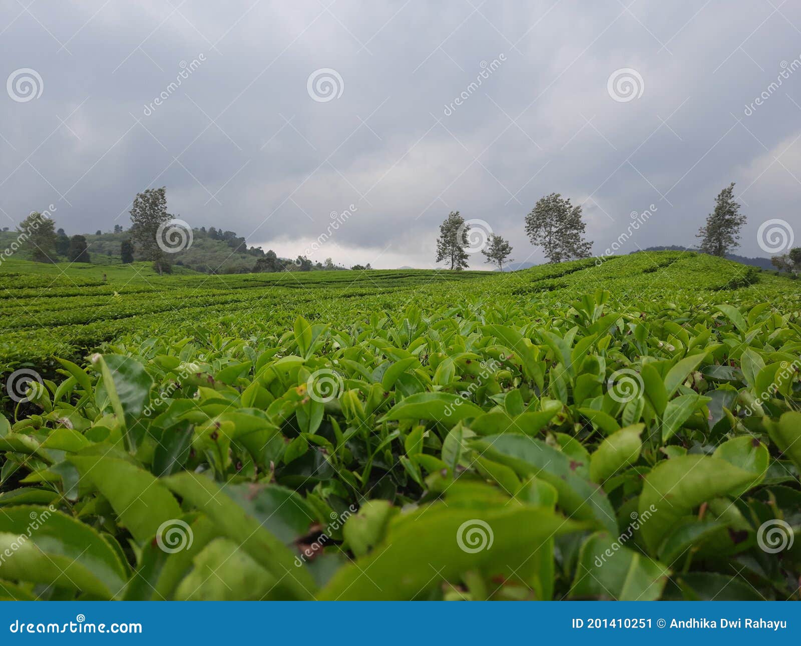 Tea Garden Kebun Teh stock image. Image of pasture, java - 201410251