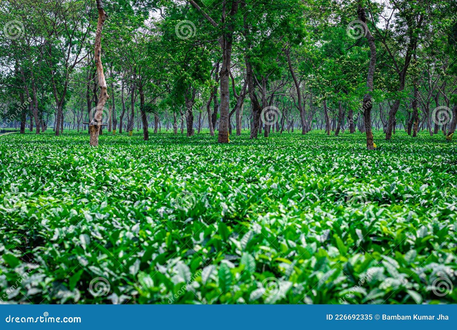 Tea Garden Landscape with Many Trees at Day from Flat Angle Stock Image ...