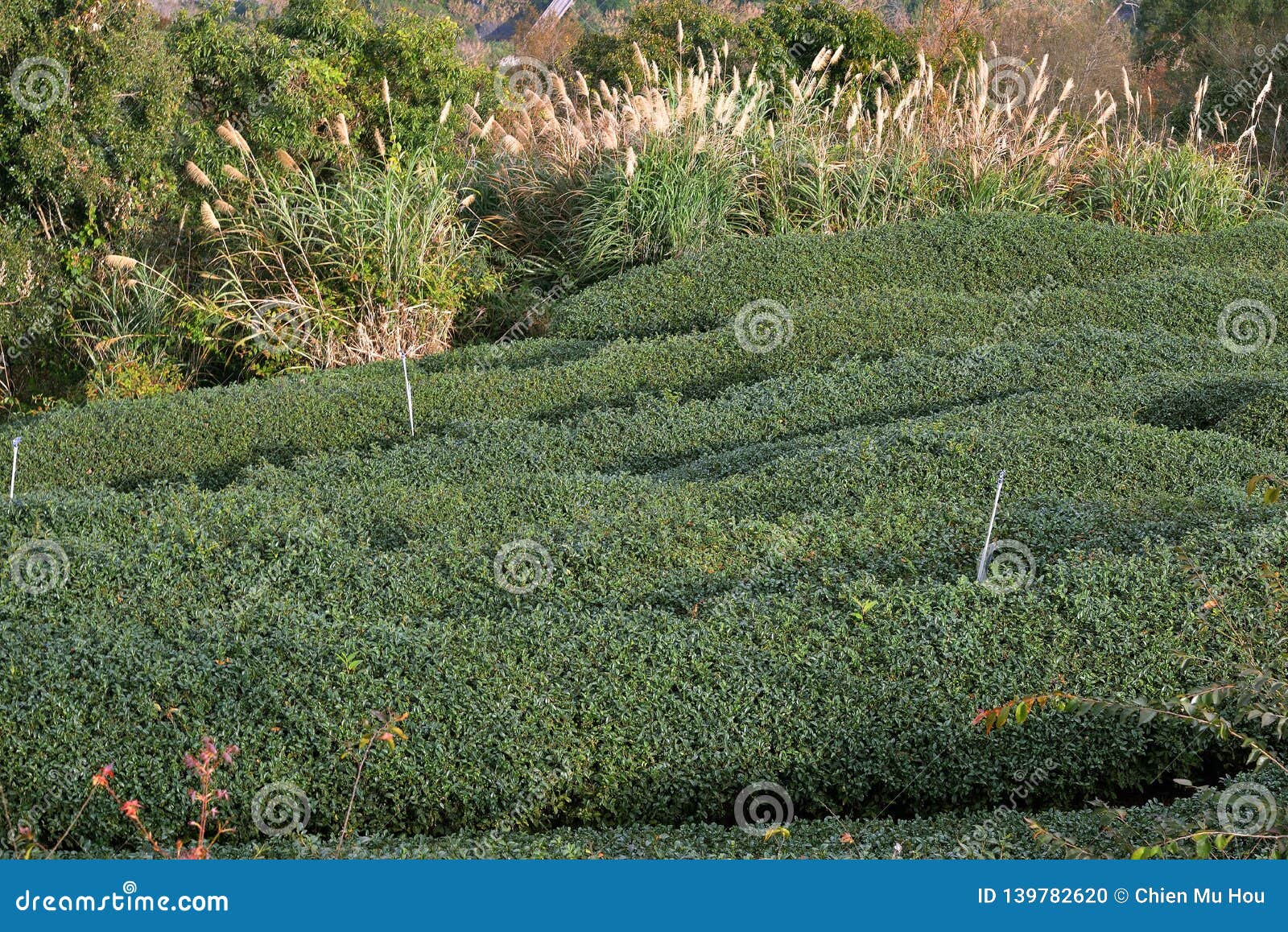 Tea garden landscape stock photo. Image of crop, olong - 139782620