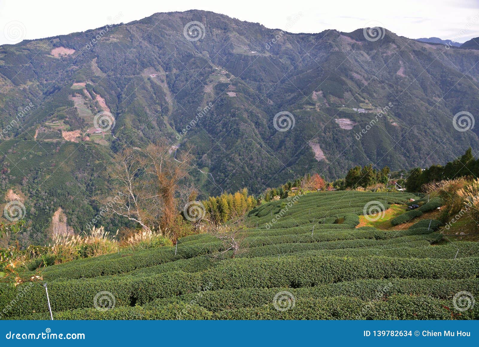 Tea garden landscape stock photo. Image of asia, fresh - 139782634