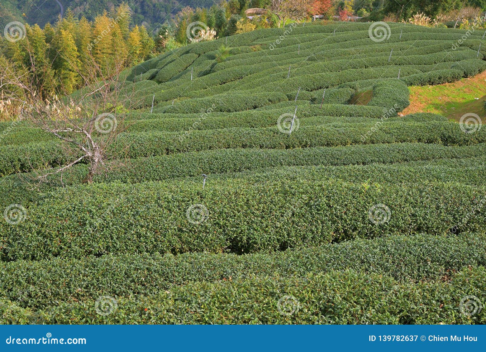 Tea garden landscape stock image. Image of south, crop - 139782637