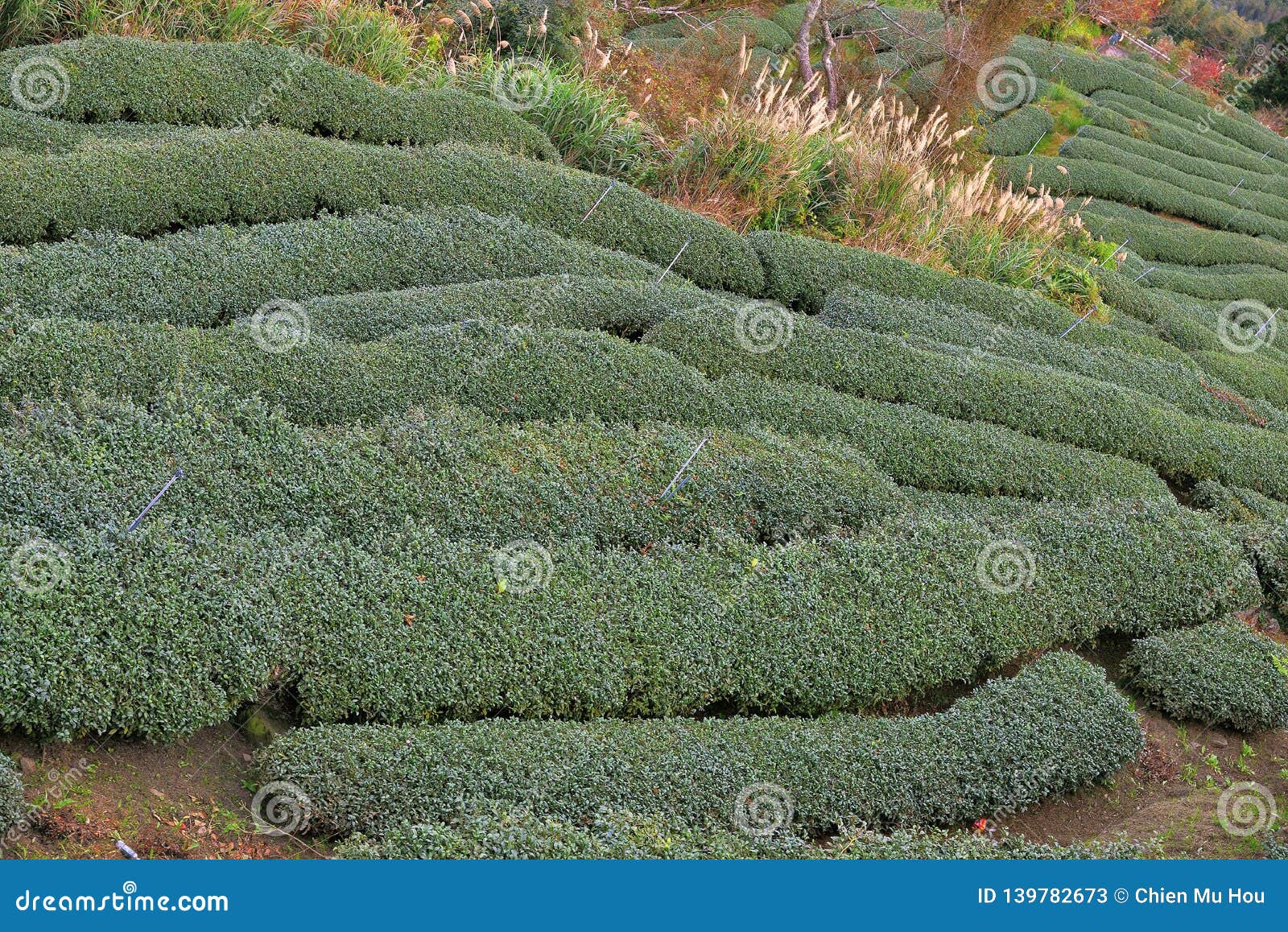 Tea garden landscape stock image. Image of beverage - 139782673