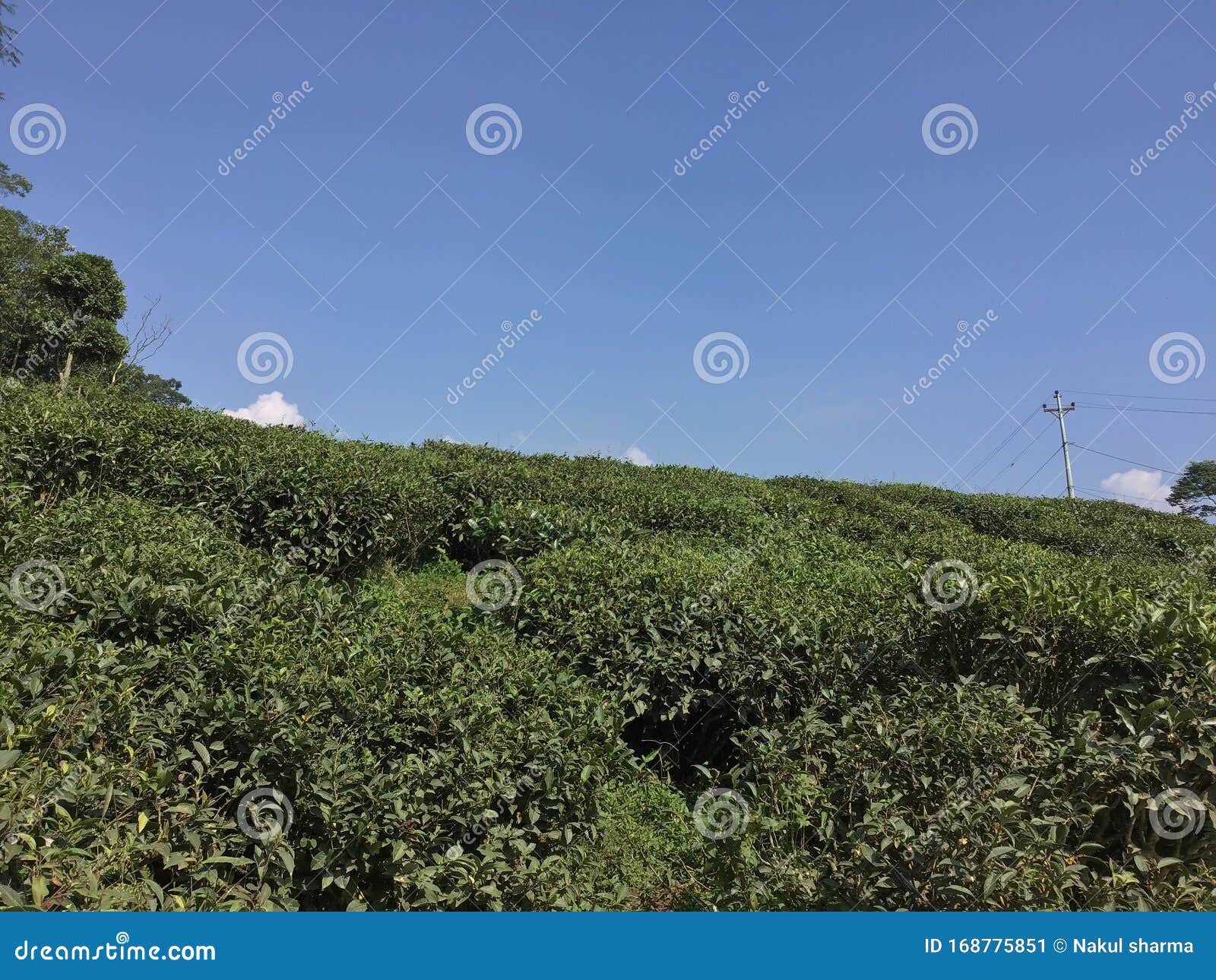Tea Garden on Mountain of Ilam Nepal Stock Image - Image of mountain ...