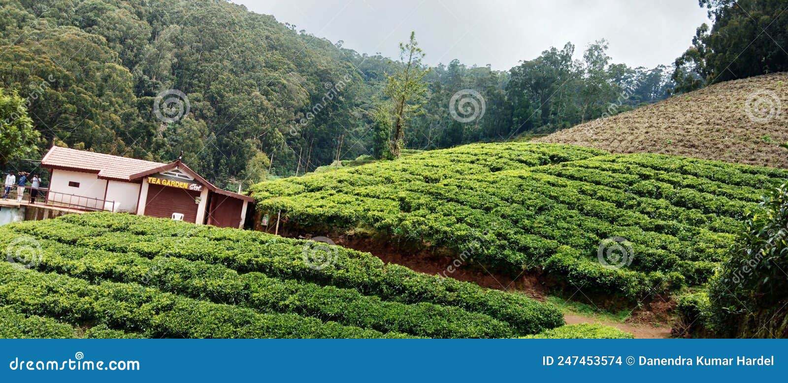 Tea garden , Ooty. stock photo. Image of field, plantation - 247453574