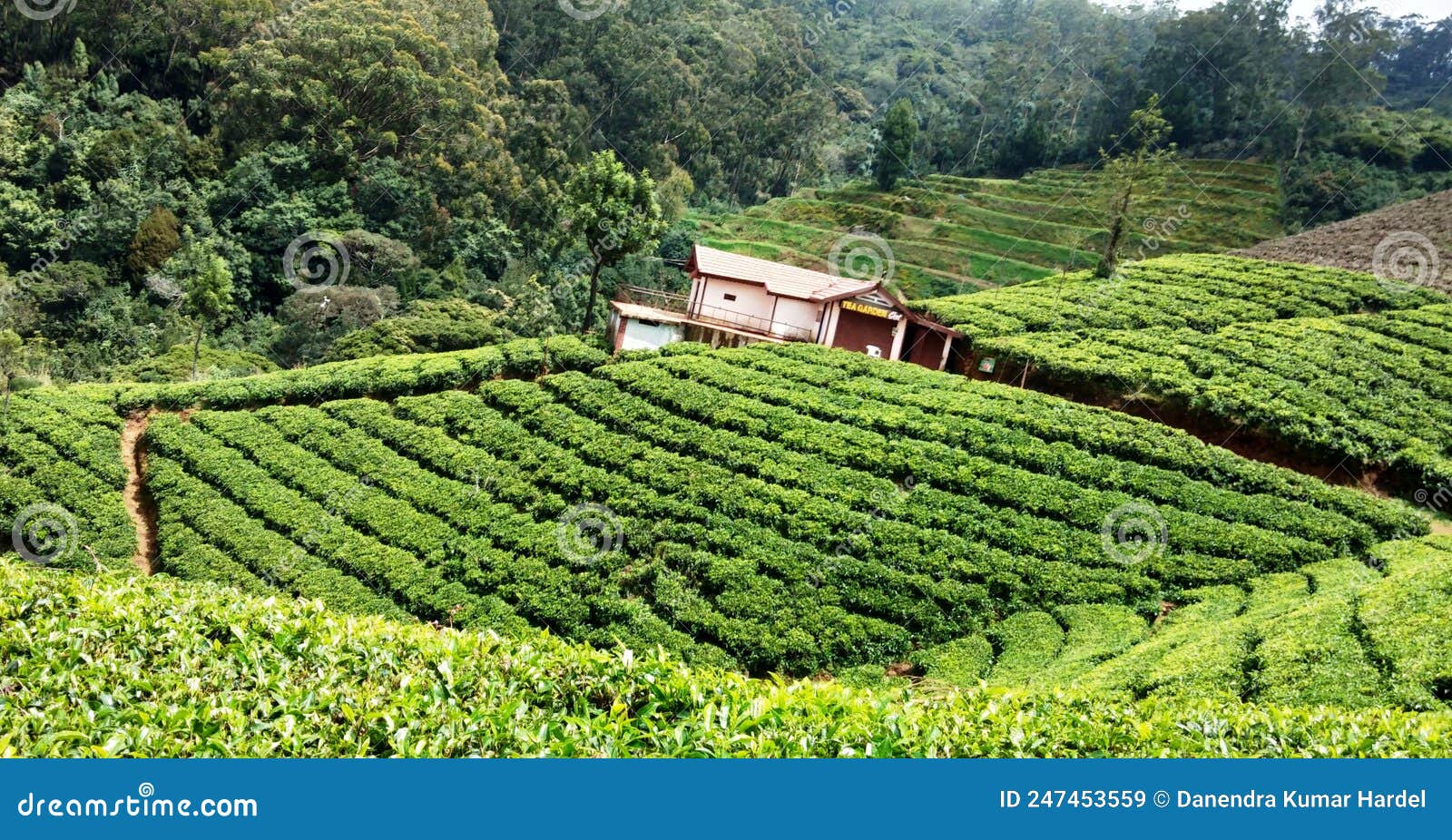 Tea garden view , Ooty. stock image. Image of plateau - 247453559