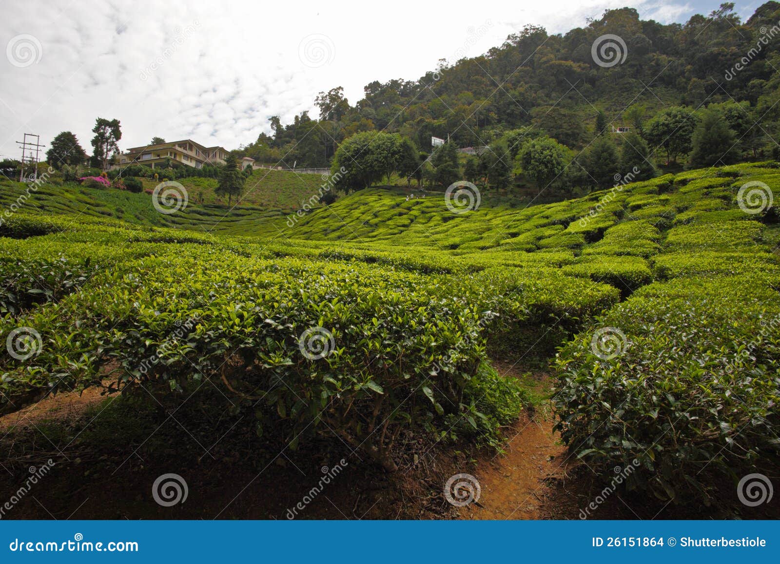Tea garden scenery stock photo. Image of flora, freshness - 26151864