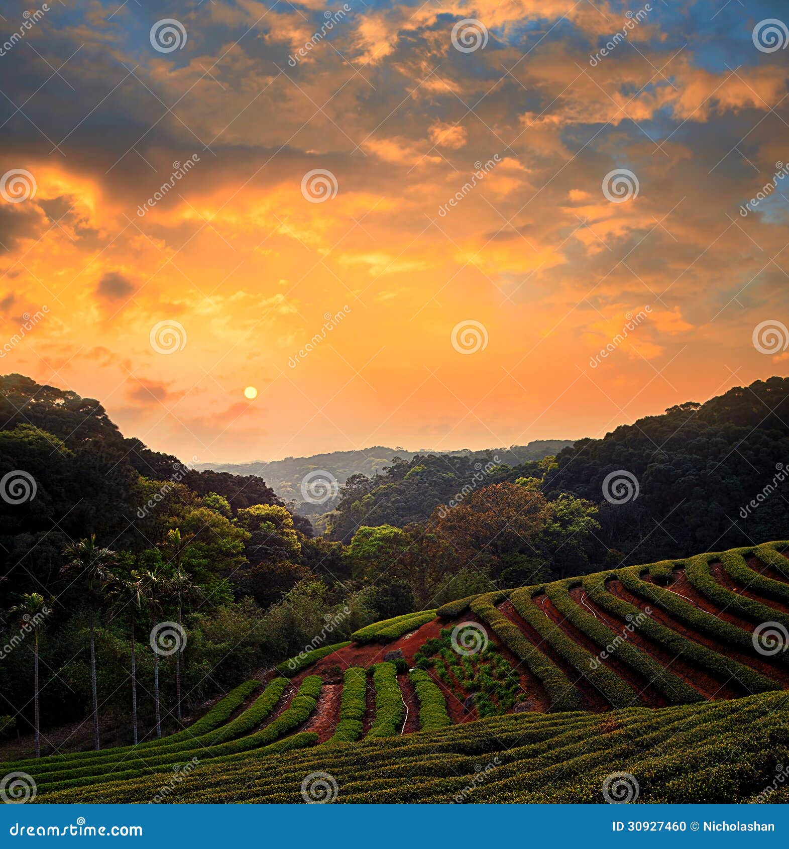 Tea garden sunset stock photo. Image of travel, mountain - 30927460