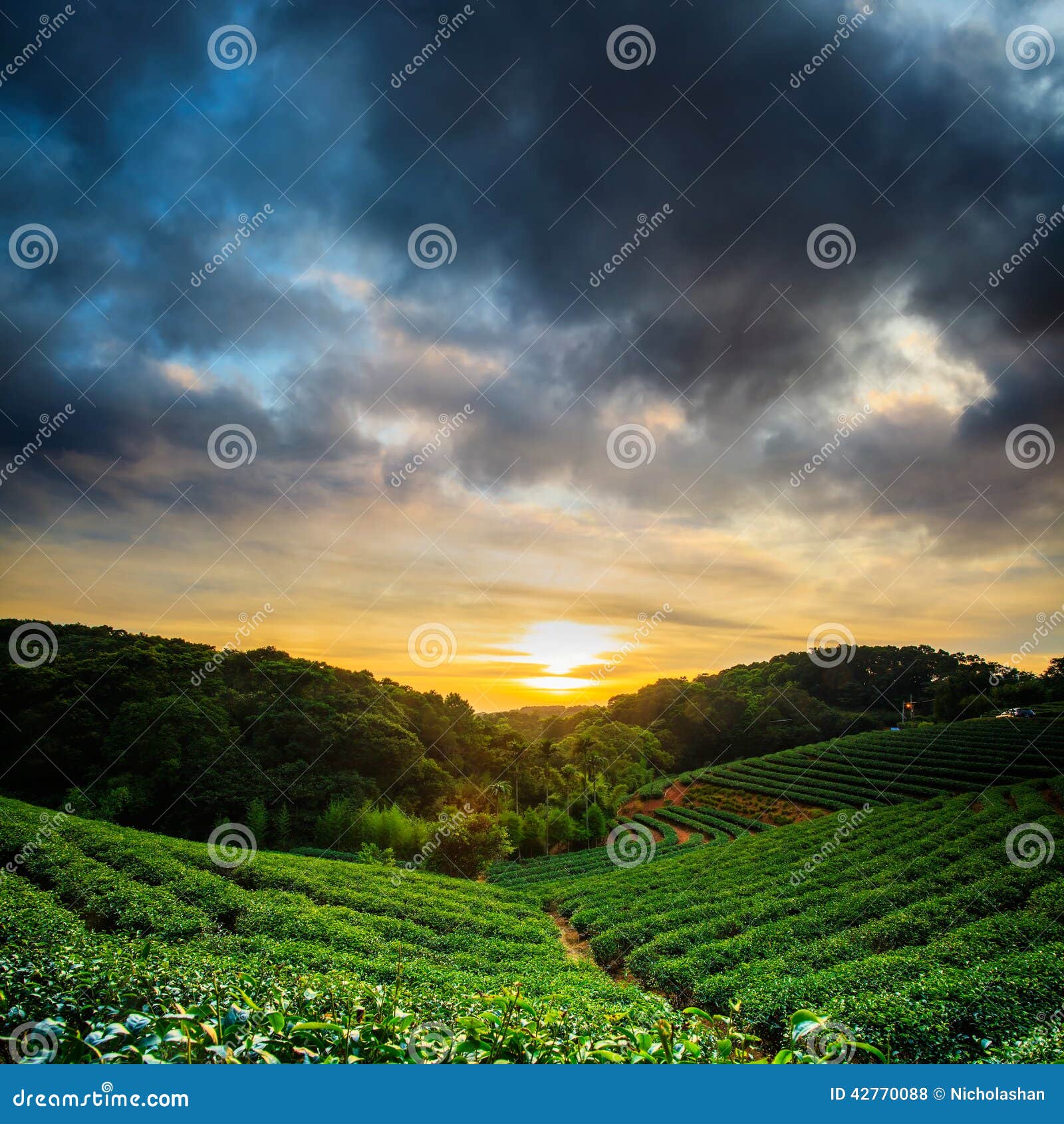 Tea garden sunset stock photo. Image of golden, malaysia - 42770088