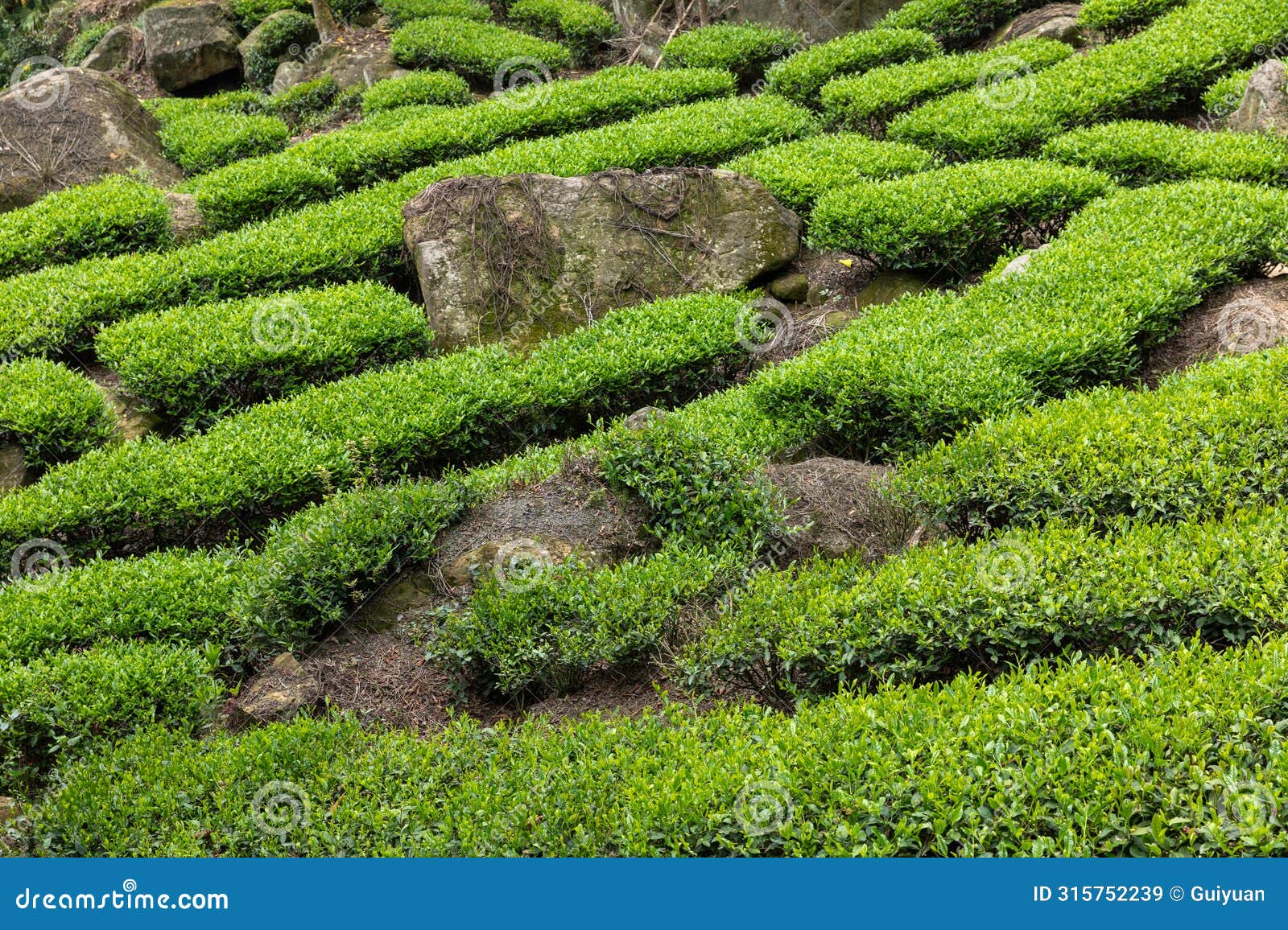 Tea Garden. Tea Garden Under the Spring Sunshine. a Corner of the Tea ...