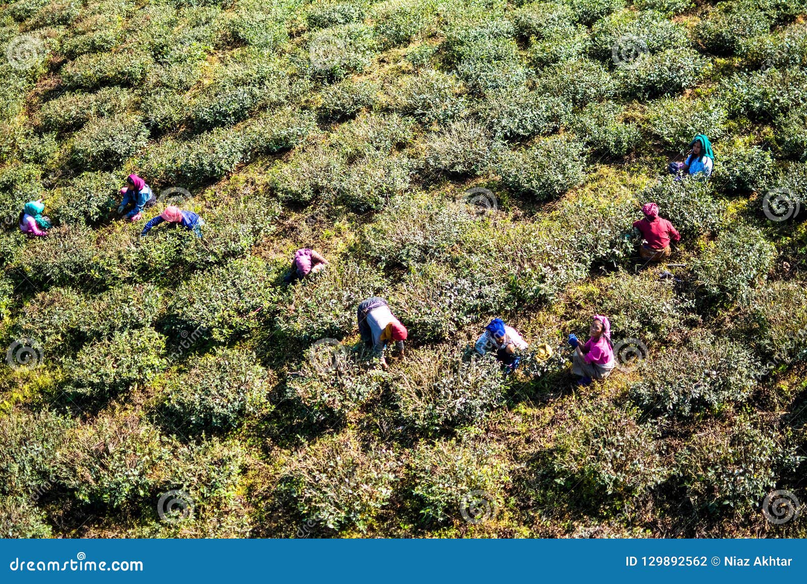 Tea Garden Workers Darjeeling Editorial Photography - Image of working ...