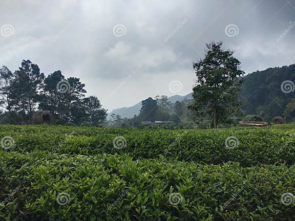 Tea Gardens in Subang, West Java, Indonesia Stock Image - Image of java ...