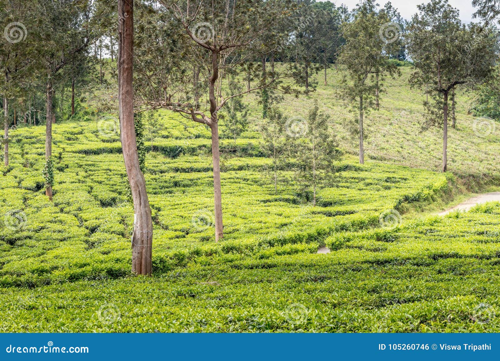 Top View Of Tea Plantations And A Couple In Love In White On The Island ...