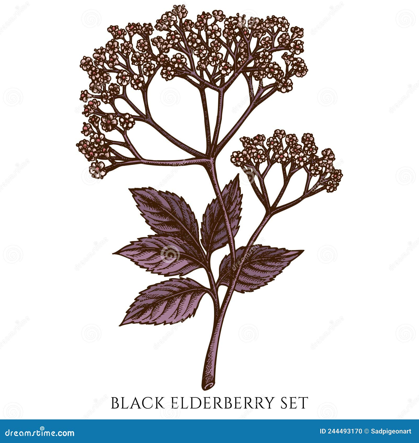 Black Elderberry Vector Drawing. Hand Drawn Botanical Branch With ...