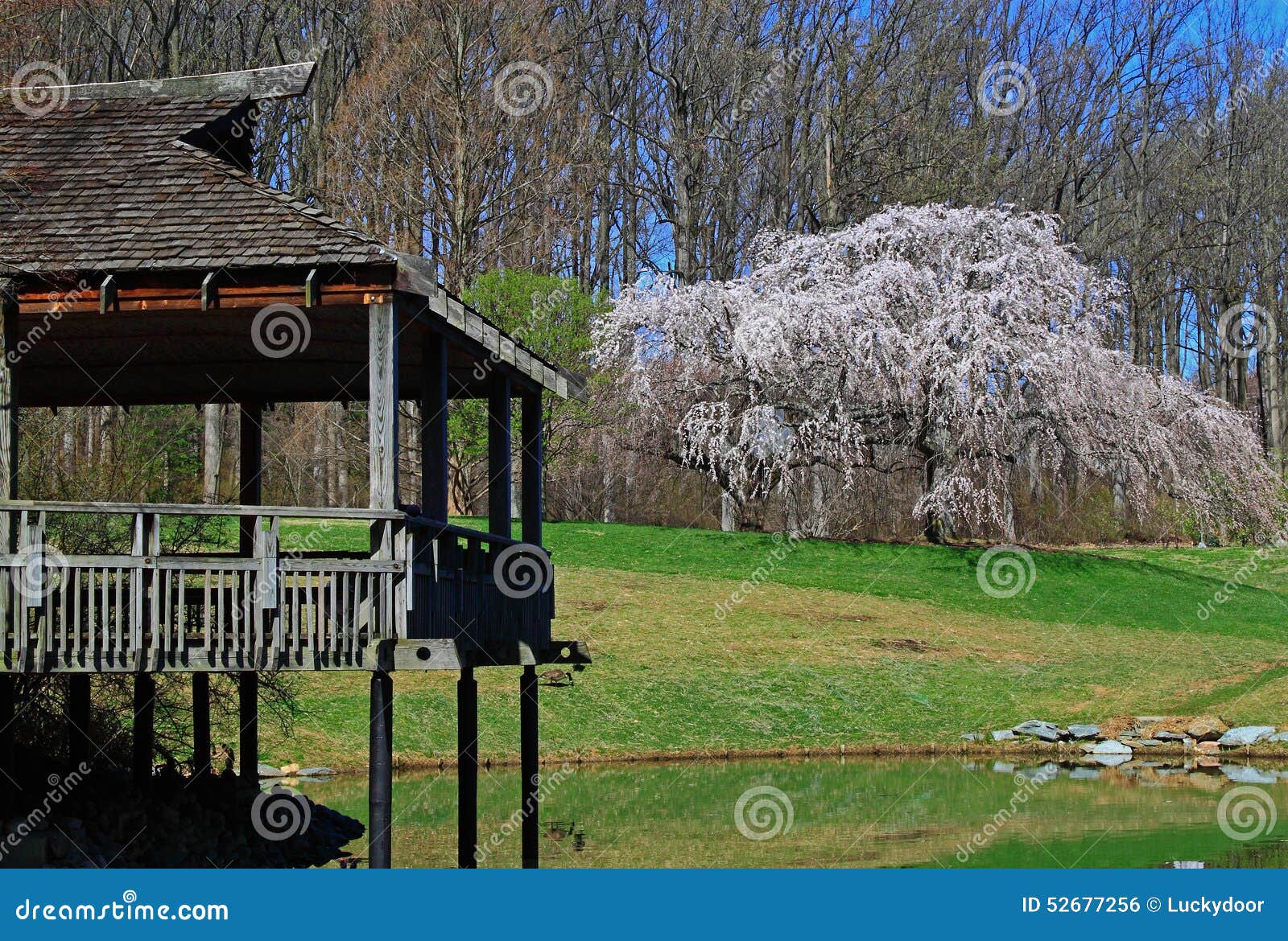 Tea House Cherry Tree stock photo. Image of asian, ancient - 52677256