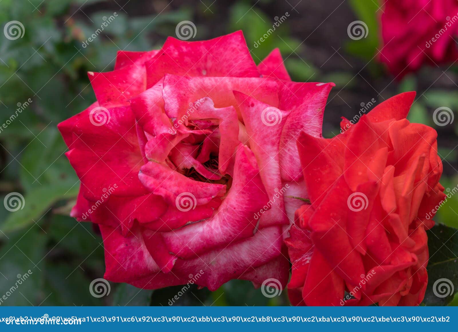 Tea-hybrid Pullman Orient Express Rose with Dew on the Petals Stock ...