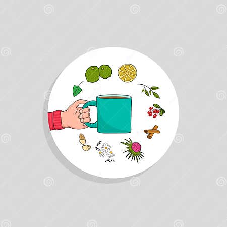 Tea Ingredients. Vector Set or Collection. Cup in Hand Stock Vector ...
