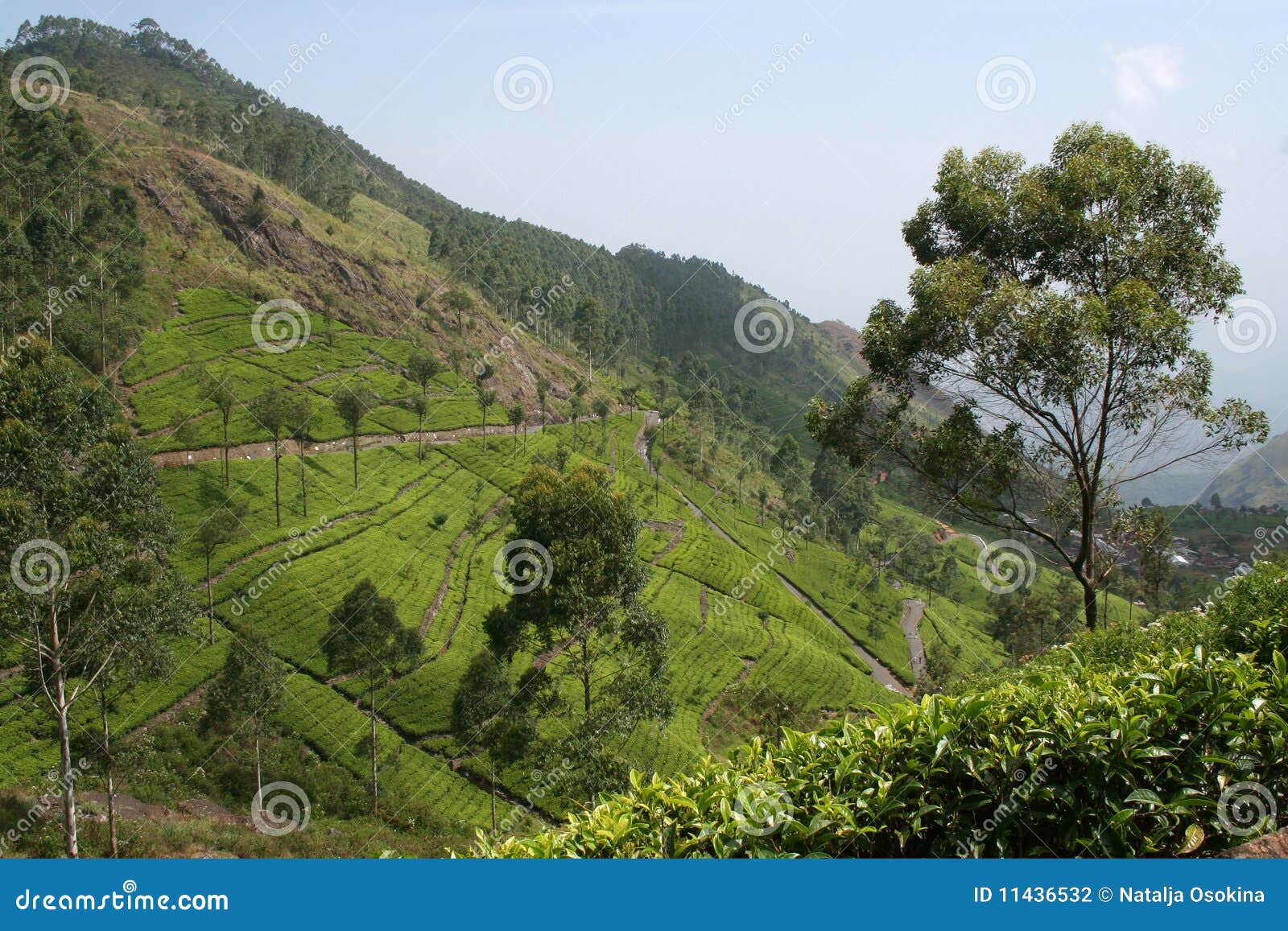 Tea Land stock photo. Image of agriculture, medic, farm - 11436532