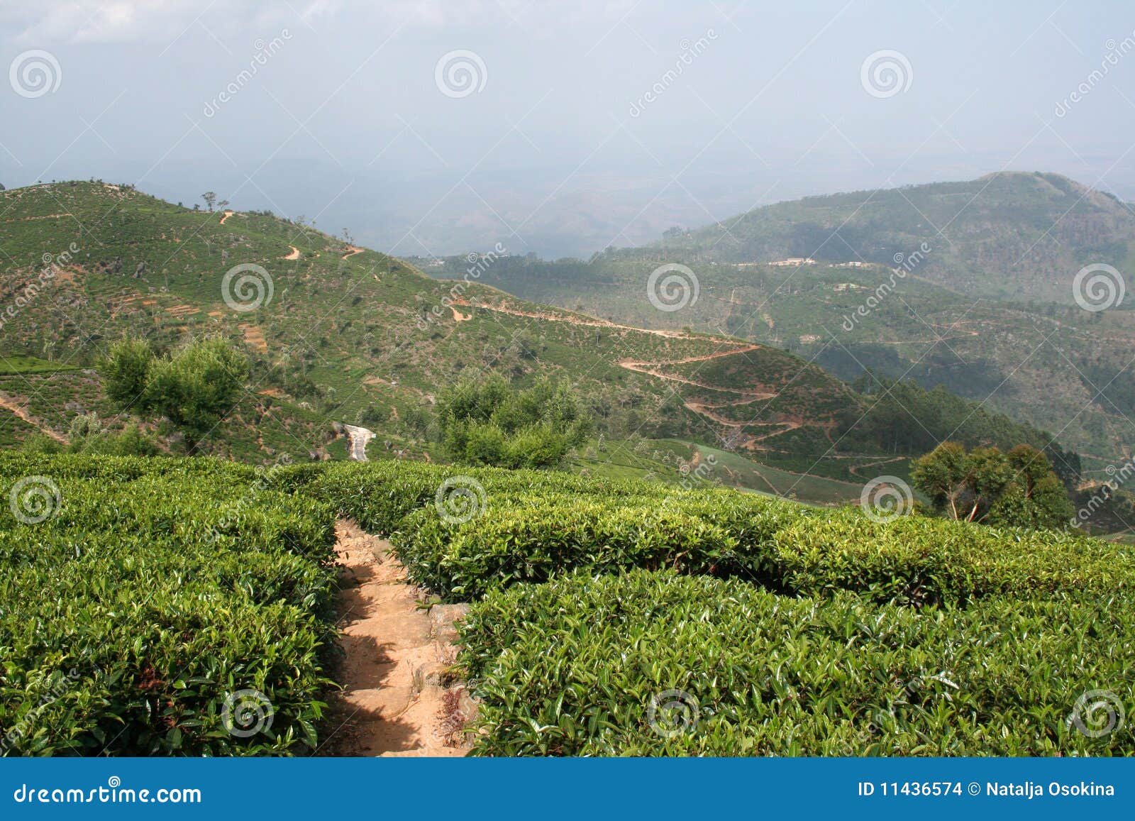 Tea Land stock photo. Image of medic, organic, scene - 11436574