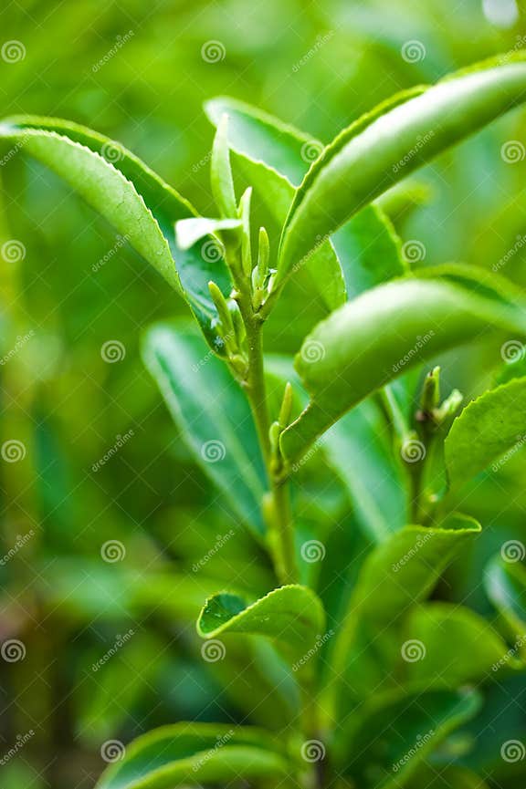 Tea leaf stock image. Image of born, environment, beautiful - 12834511
