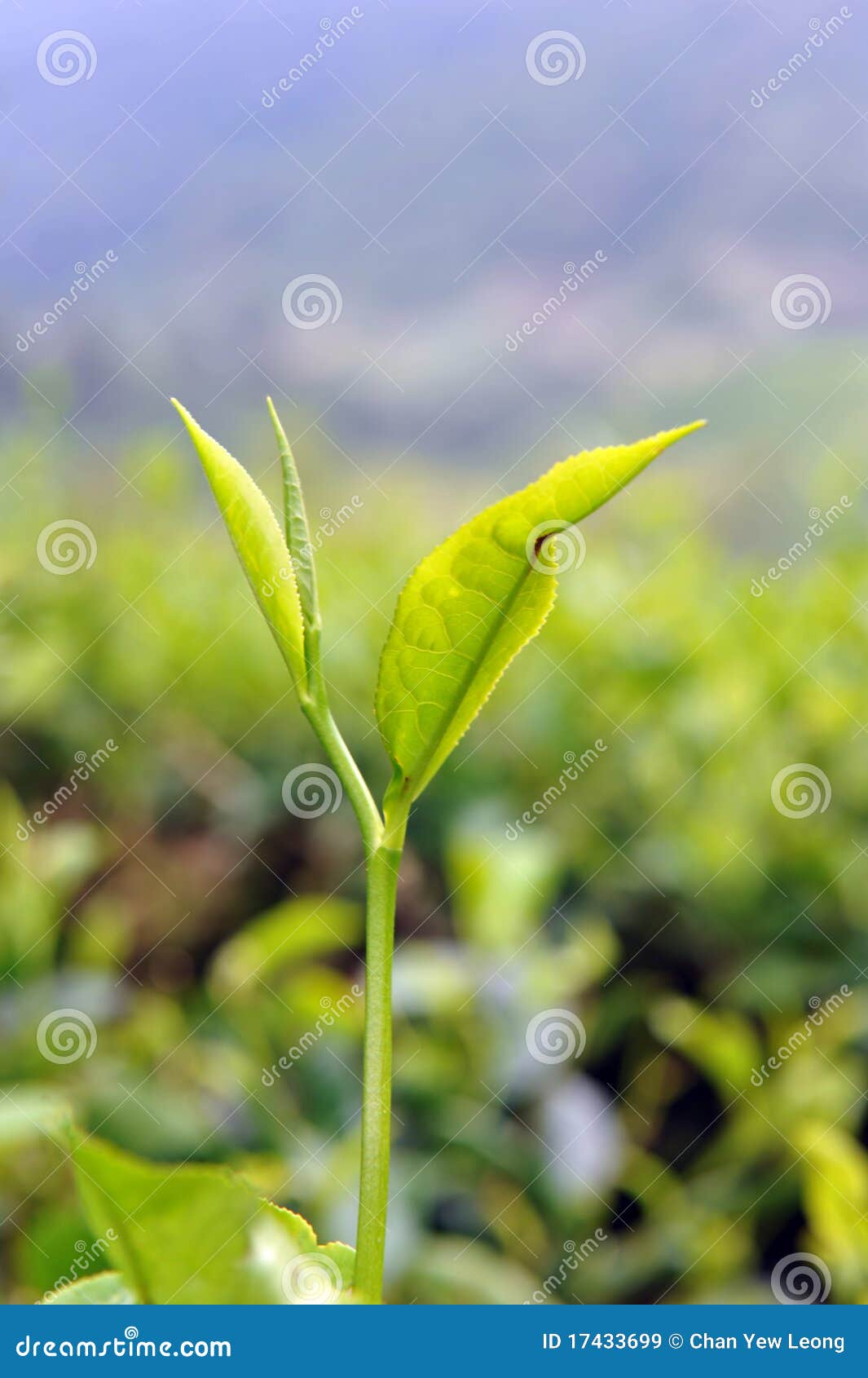 Tea leaf stock image. Image of tree, healthy, leaf, farming - 17433699