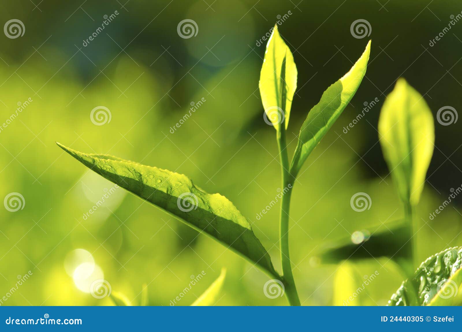 Tea Leaf stock image. Image of beautiful, agriculture - 24440305