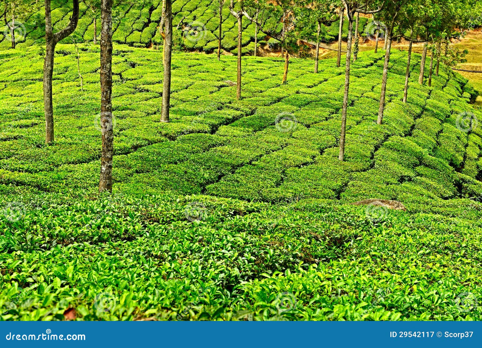 Tea leaf stock image. Image of green, field, freshness - 29542117