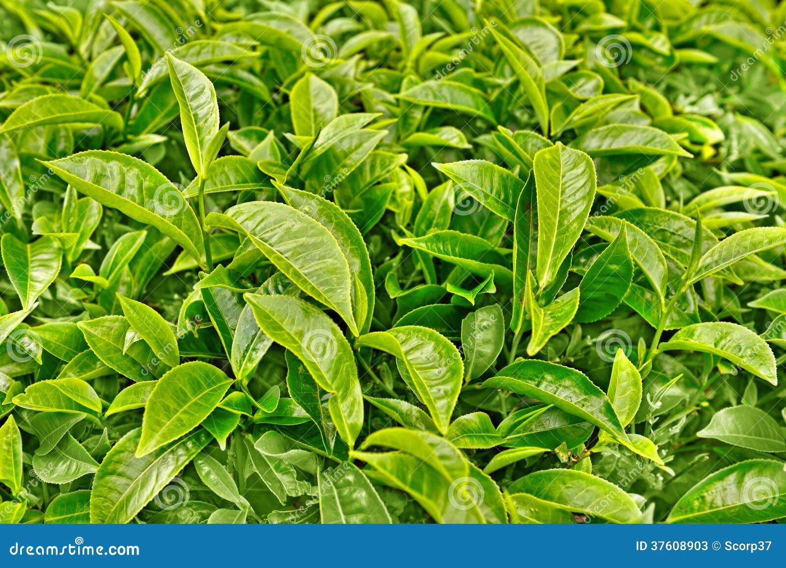 Tea leaf stock image. Image of herbal, freshness, abstract - 37608903