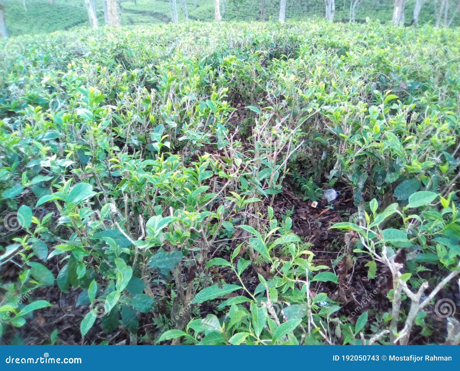 Tea Leaf in Bangladesh Sylhet Stock Image - Image of leaf, sylhet: 192050743