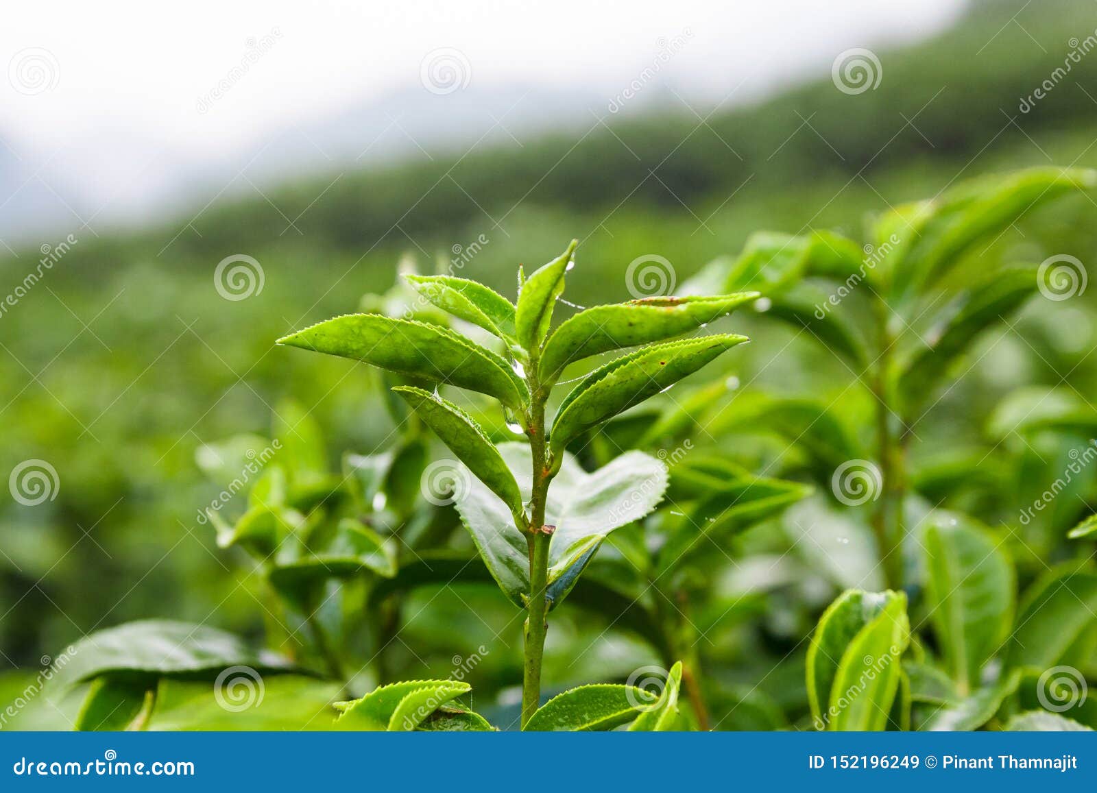 Tea leaf bush stock image. Image of closeup, morning - 152196249