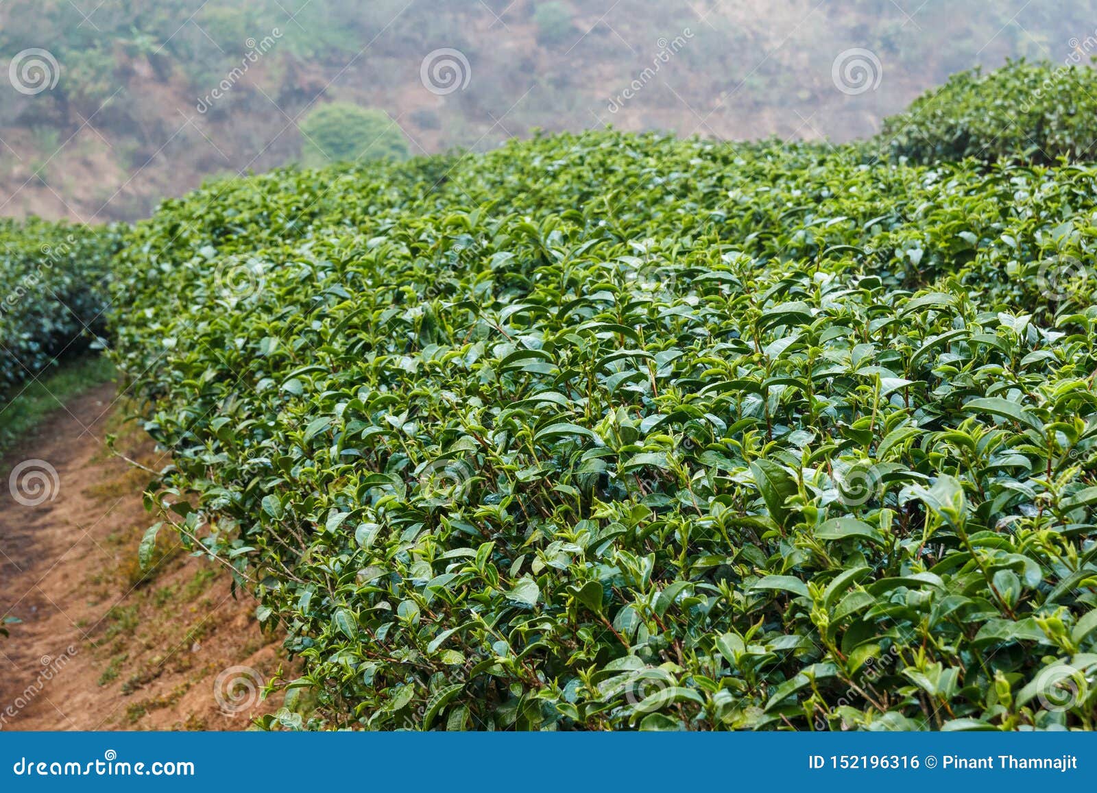 Tea leaf bush stock photo. Image of plantation, field - 152196316