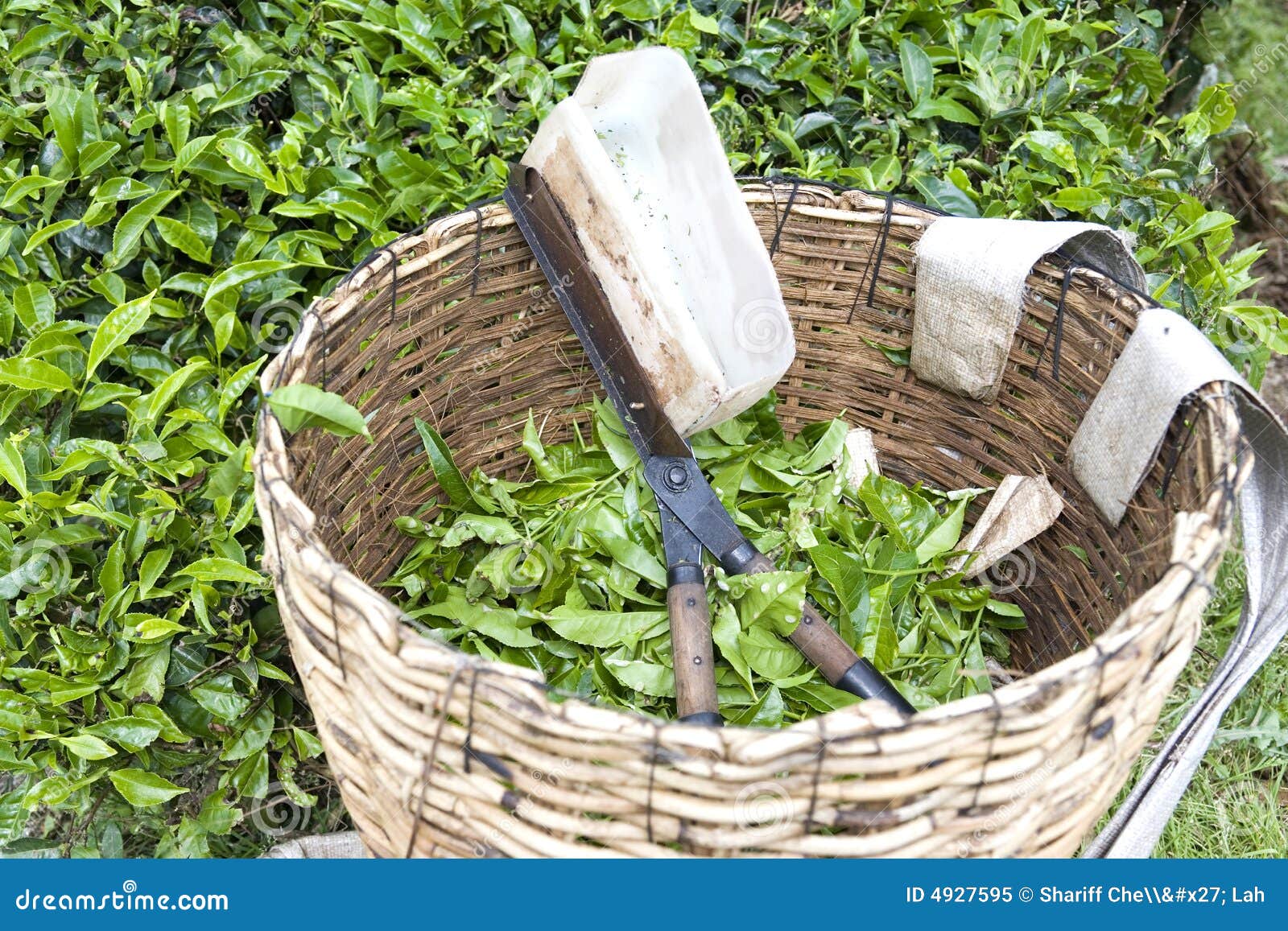 Tea Leaf Cutter and Basket stock image. Image of drinks - 4927595