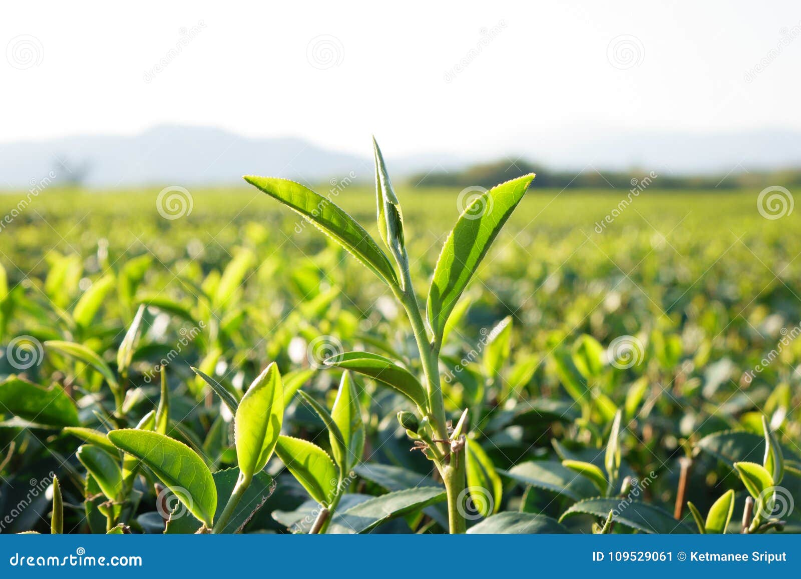 Tea leaf in the field stock image. Image of beautiful - 109529061