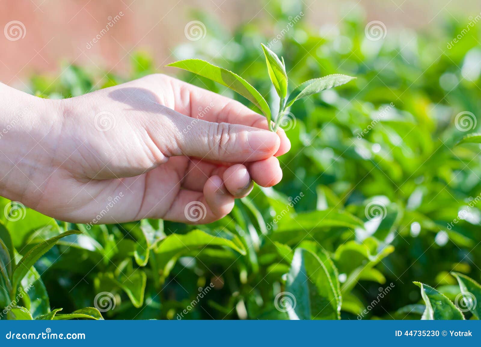 Tea leaf stock photo. Image of natural, finger, peace - 44735230