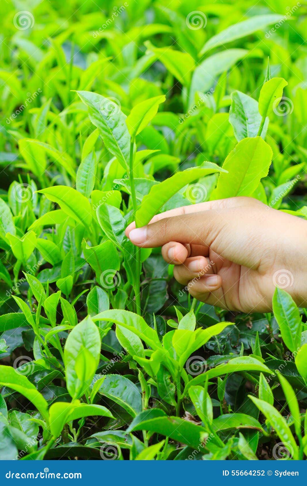 Tea leaf and hand stock photo. Image of picking, nature - 55664252