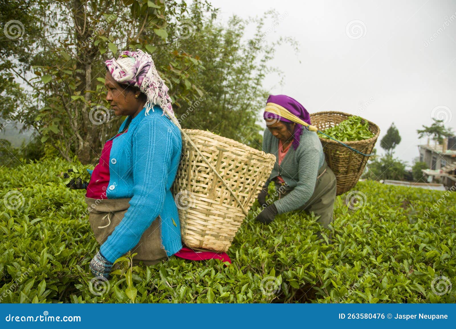 Tea Leaf High Quality Tea Tips and Leaf in Farmer Hand in Nepal ...