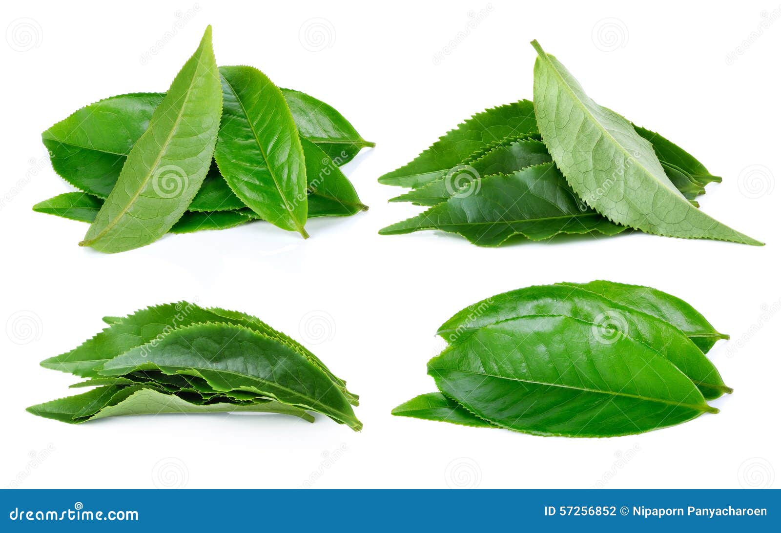 Tea leaf isolated stock photo. Image of plantation, pattern - 57256852
