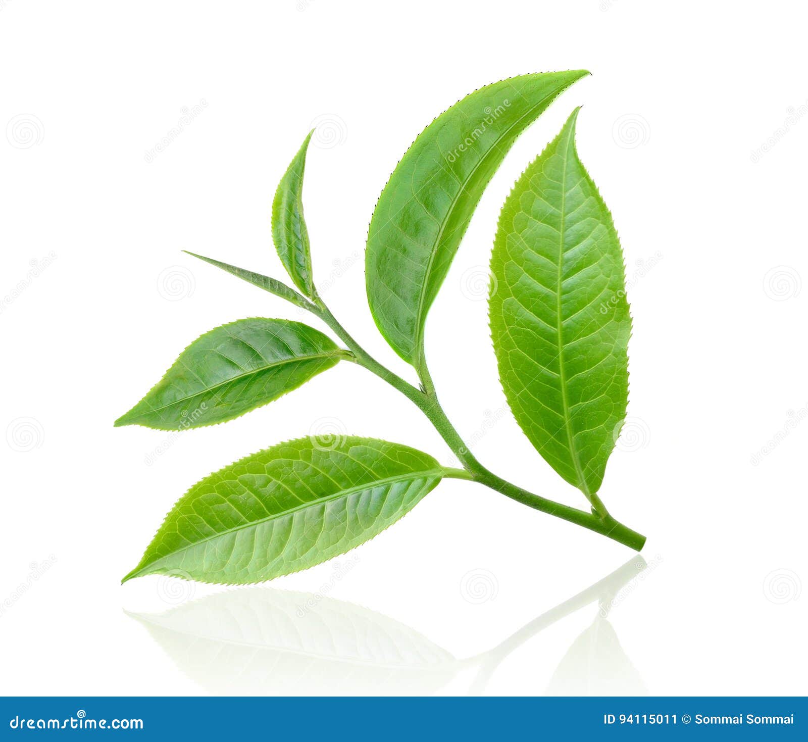 Tea leaf stock image. Image of isolated, beverage, plant - 94115011