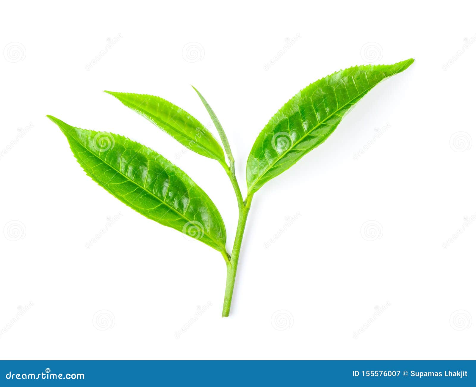 Tea Leaf Isolated on White Background. Stock Image - Image of isolated ...