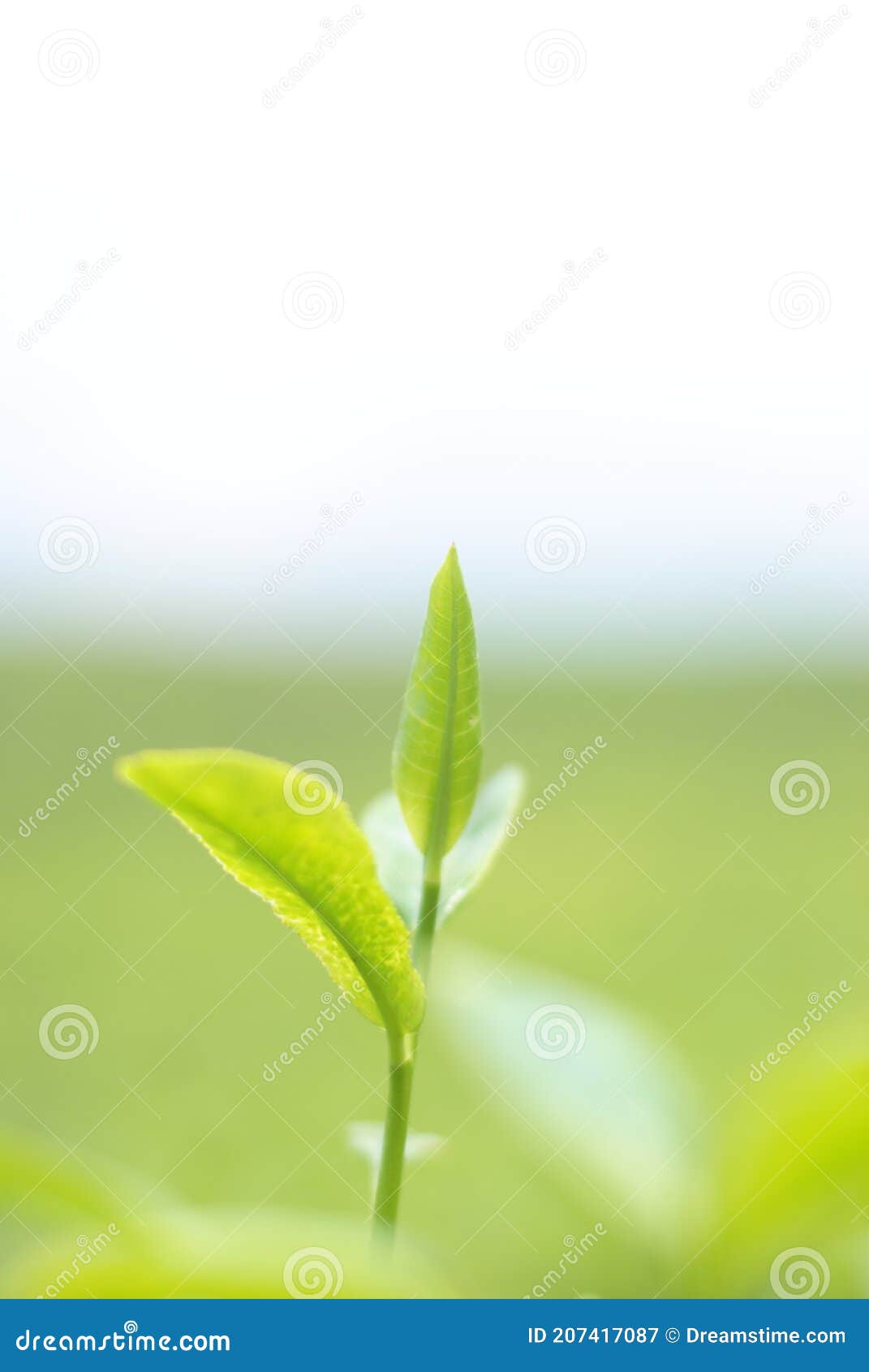 Tea Leaf in Kemuning, Central Java, Indonesia Stock Image - Image of ...