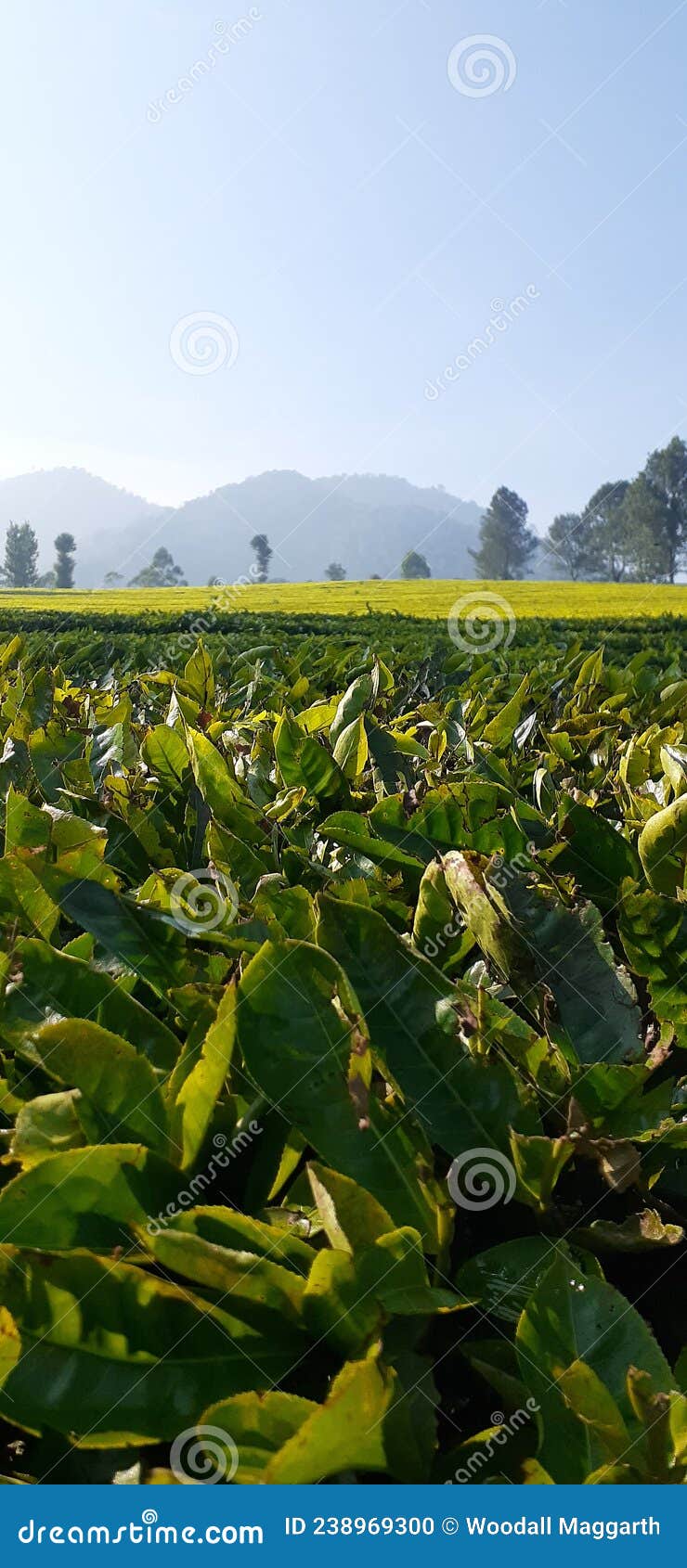 Tea Leaf in a Sunrise at West Java - Indonesia Stock Photo - Image of ...