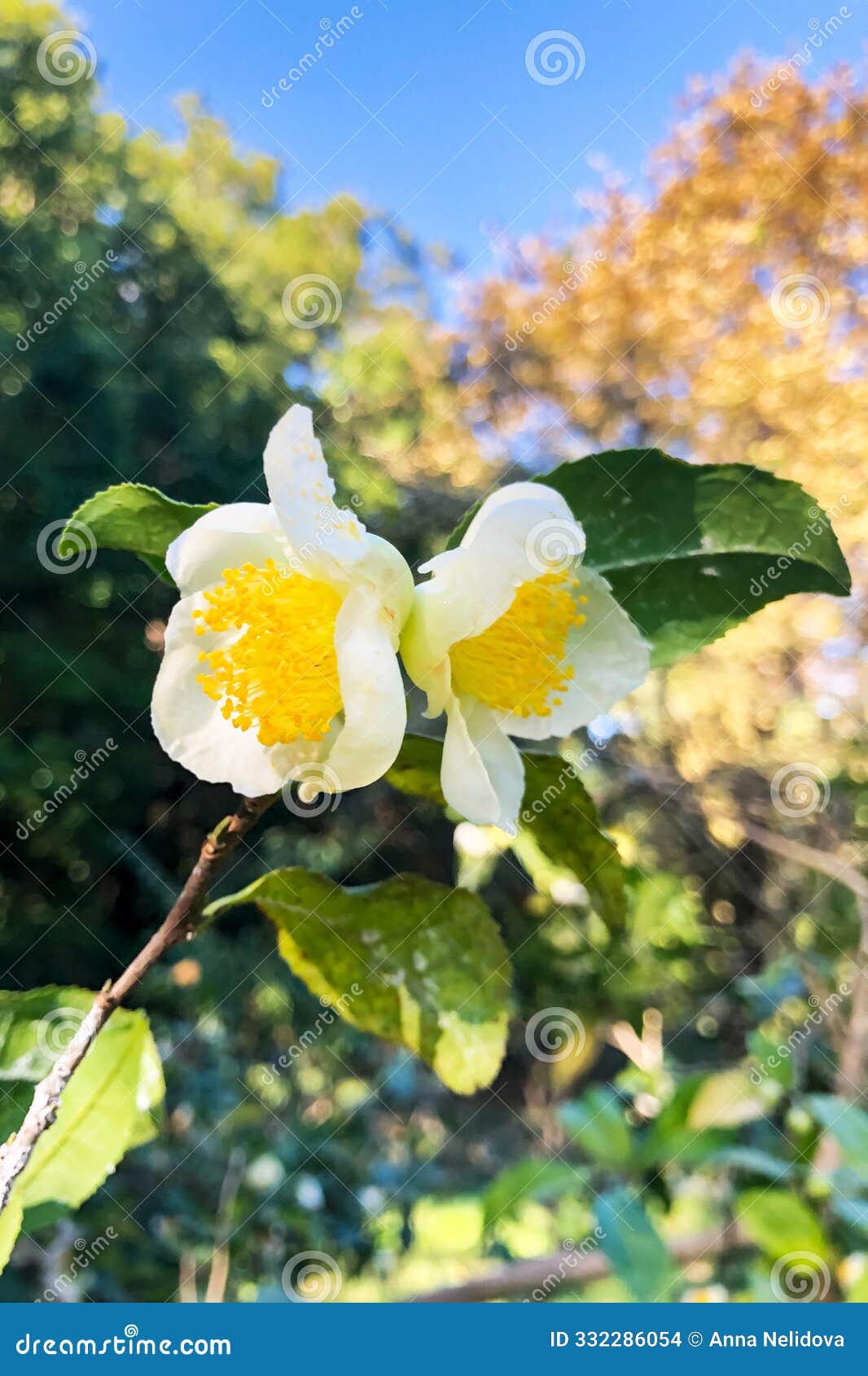 Tea Leaf and White Flower in Tea Plantation. Flower of Tea on Trunk ...