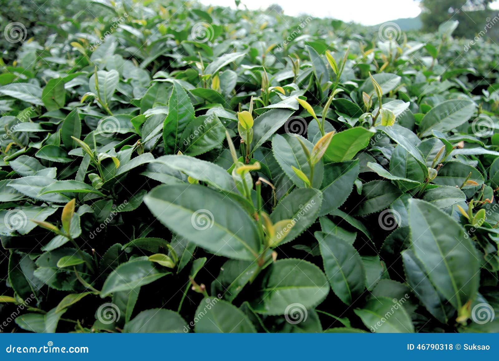 Tea leaflet stock photo. Image of plantation, farm, freshness - 46790318