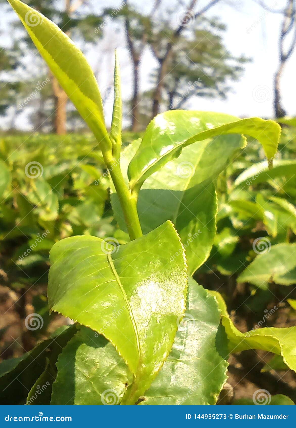 Tea leave stock image. Image of leaves, leavs, leave - 144935273
