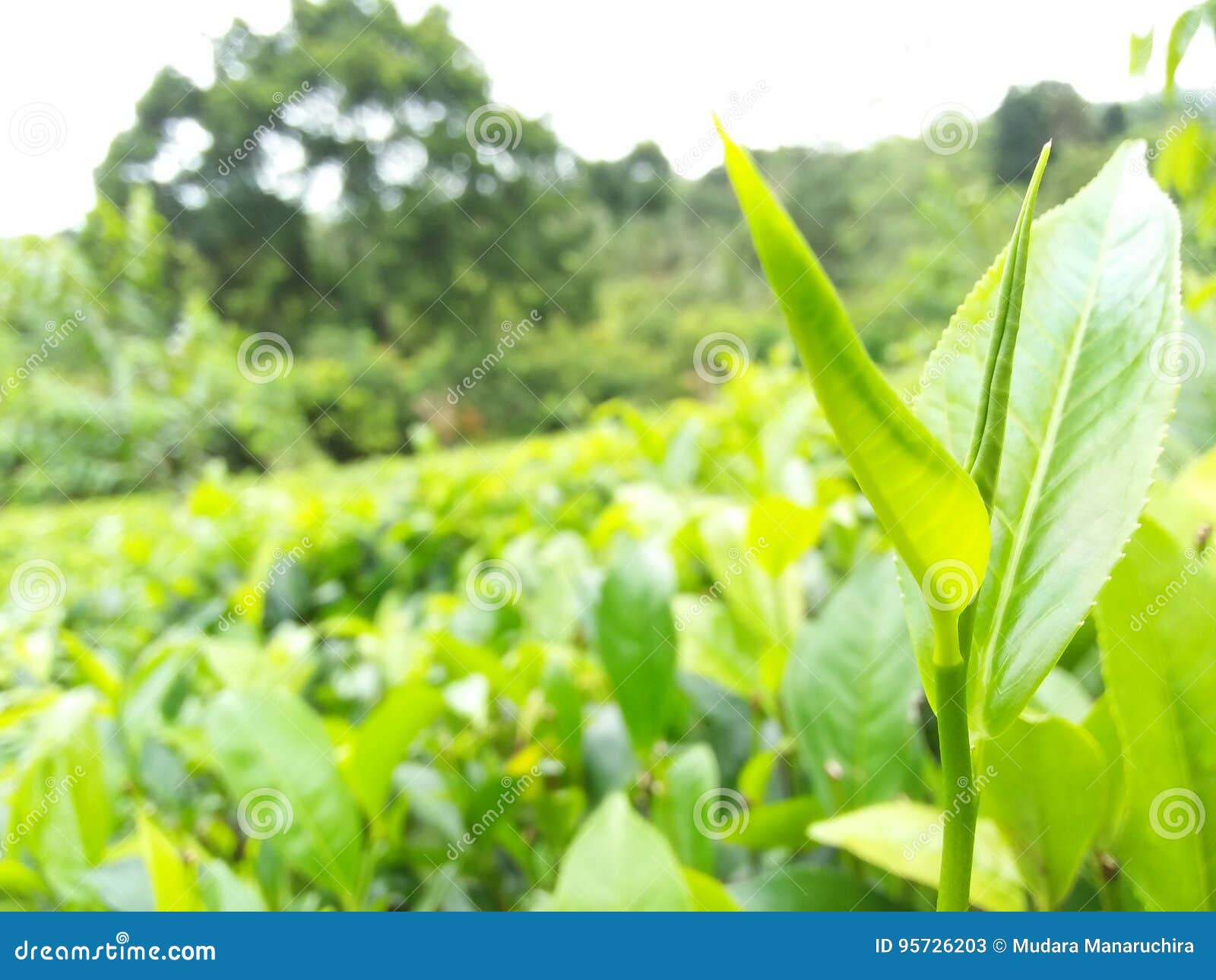 Tea leave stock image. Image of leave, green, field, natural - 95726203