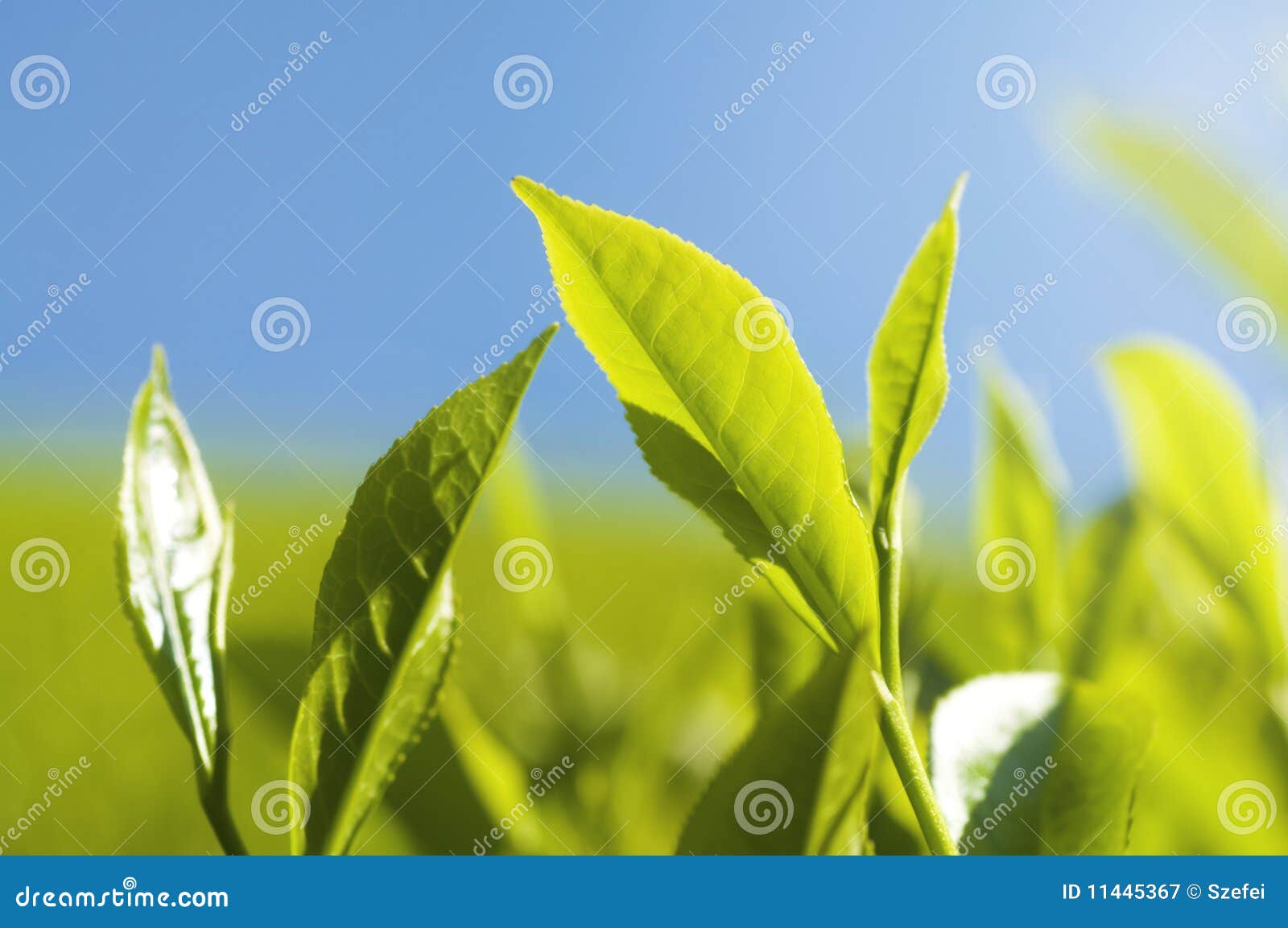 Tea leaves stock image. Image of agricultural, focus - 11445367