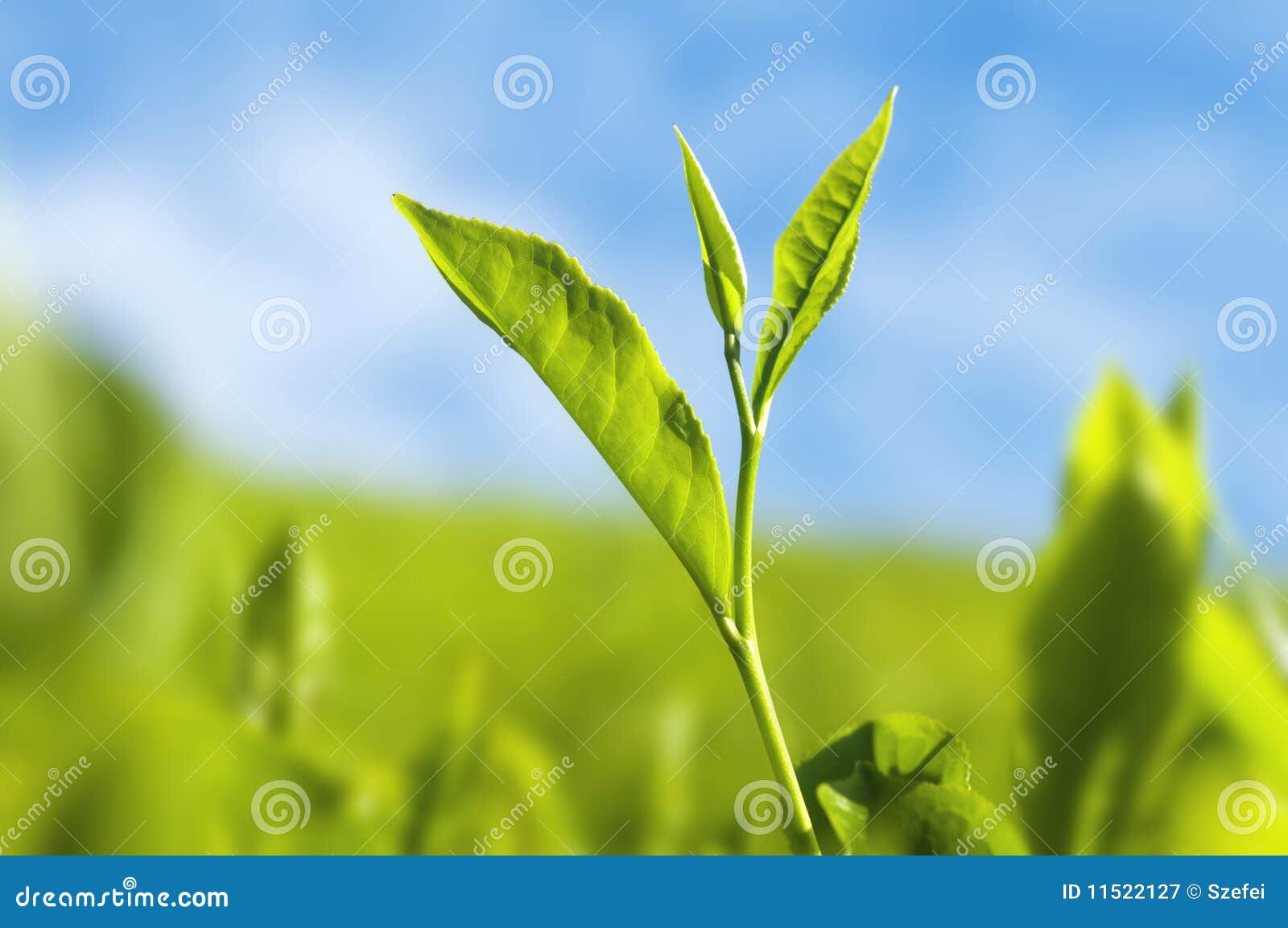 Tea leaves stock image. Image of flora, farmland, agriculture - 11522127