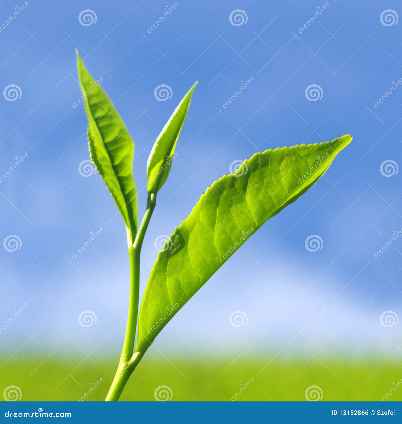 Tea leaves stock photo. Image of agricultural, details - 13152866