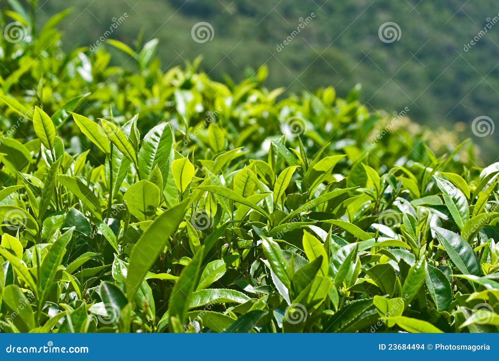 Tea Leaves stock photo. Image of closeup, growing, asia - 23684494