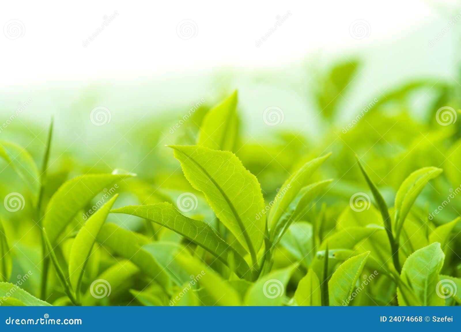 Tea leaves stock photo. Image of idyllic, flora, green - 24074668