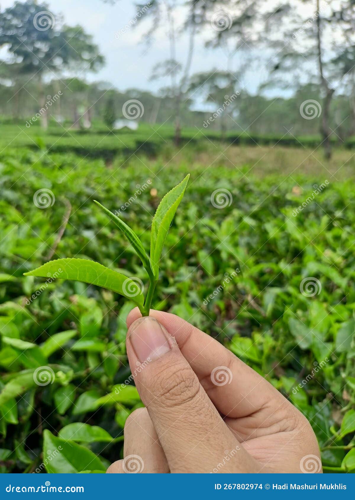 The tea leaves stock photo. Image of herb, plantation - 267802974